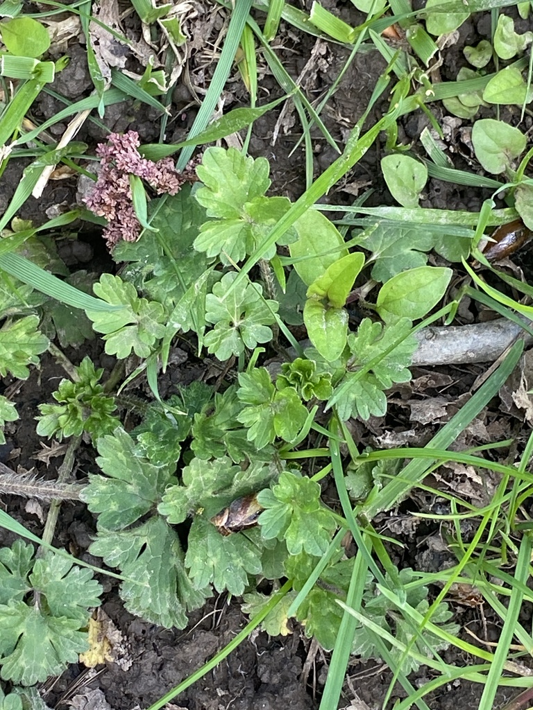 Creeping buttercup from Abraham Lincoln Park, Webster, NY, US on May 3 ...
