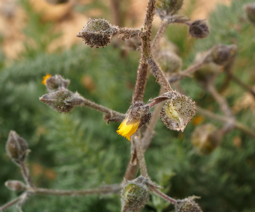 Biebersteinia multifida · iNaturalist