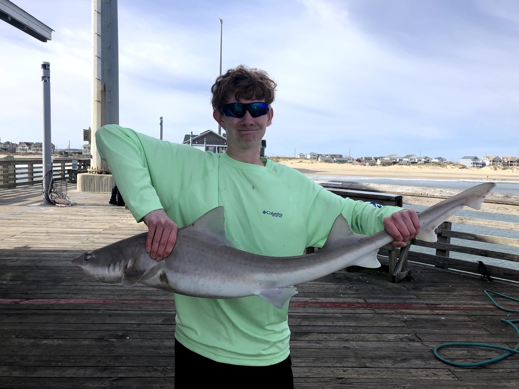 Dusky Smooth-hound in December 2020 by zachs · iNaturalist