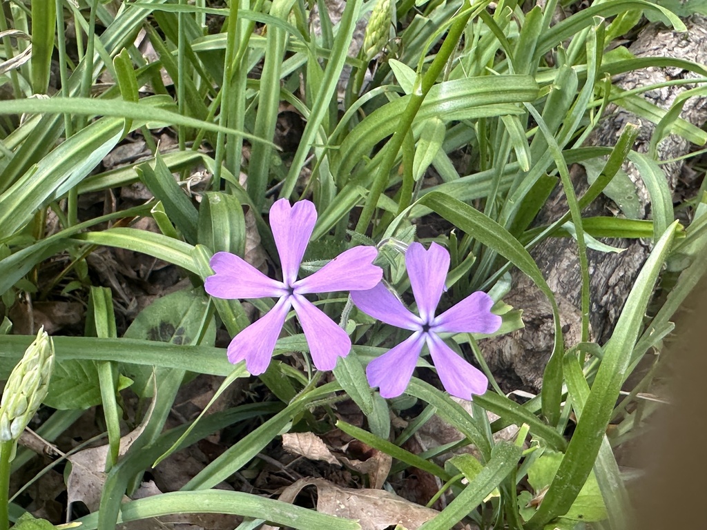 blue phlox from Guernsey County, OH, USA on April 29, 2024 at 04:31 PM ...