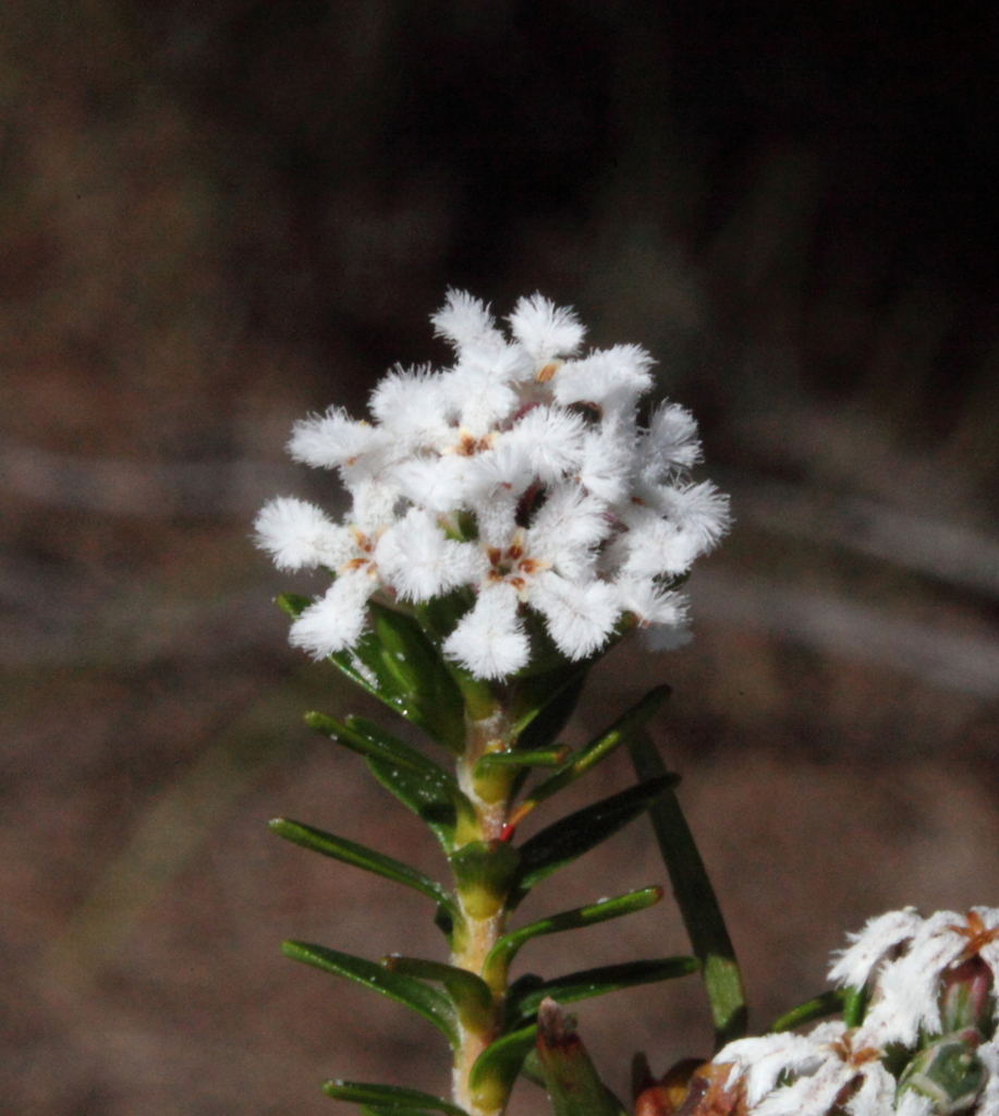 Leucopogon assimilis from Wellstead WA 6328, Australia on October 02 ...