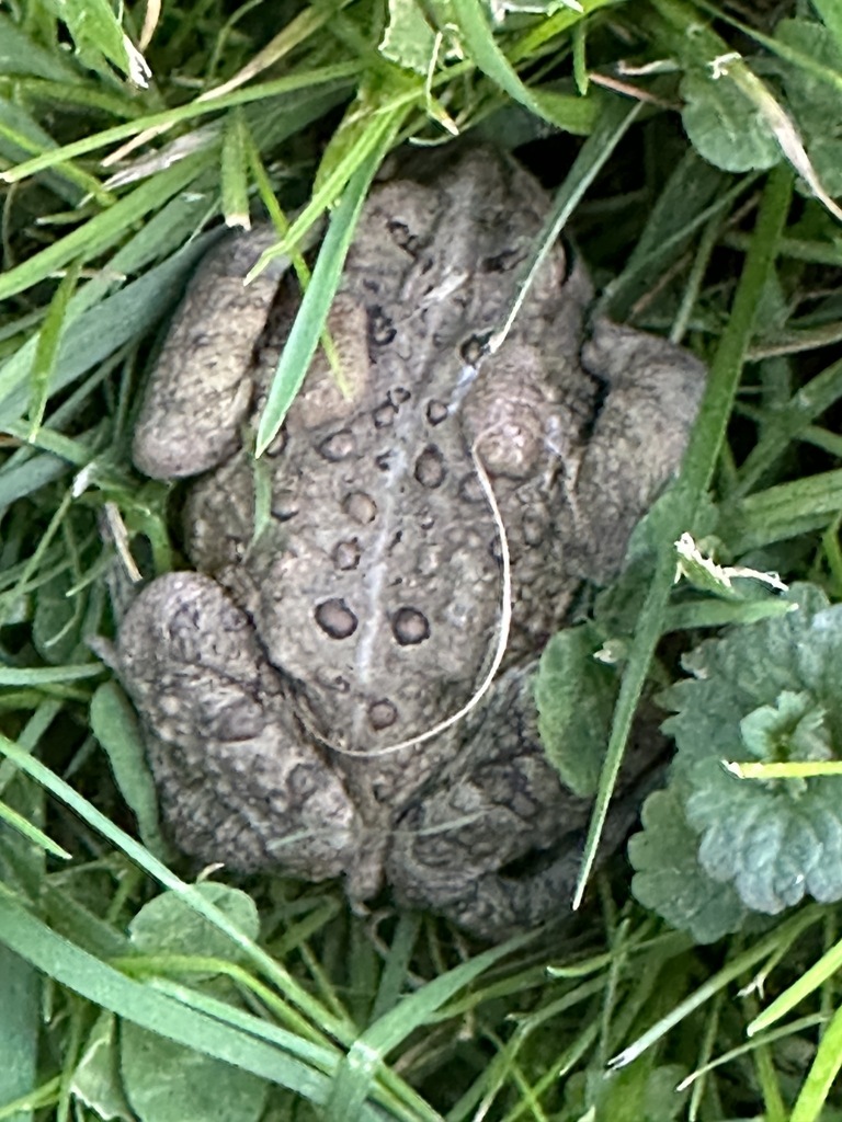 American Toad from Guernsey County, OH, USA on April 29, 2024 at 07:45 ...