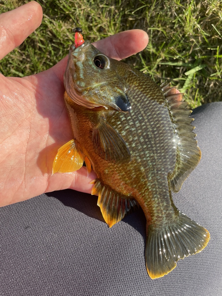 Greengill Sunfish from Antares Ave, Columbus, OH, US on July 29, 2023 ...