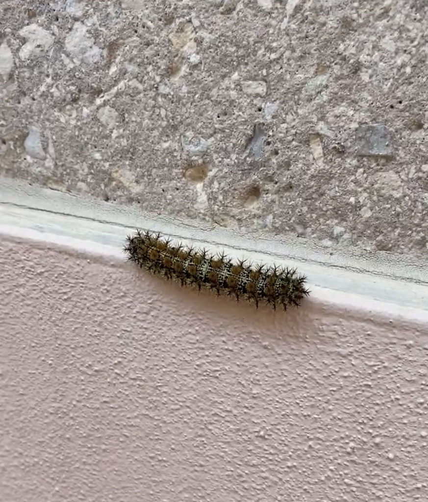 Texas Buck Moth from UTSA Blvd, San Antonio, TX, US on May 3, 2024 at ...