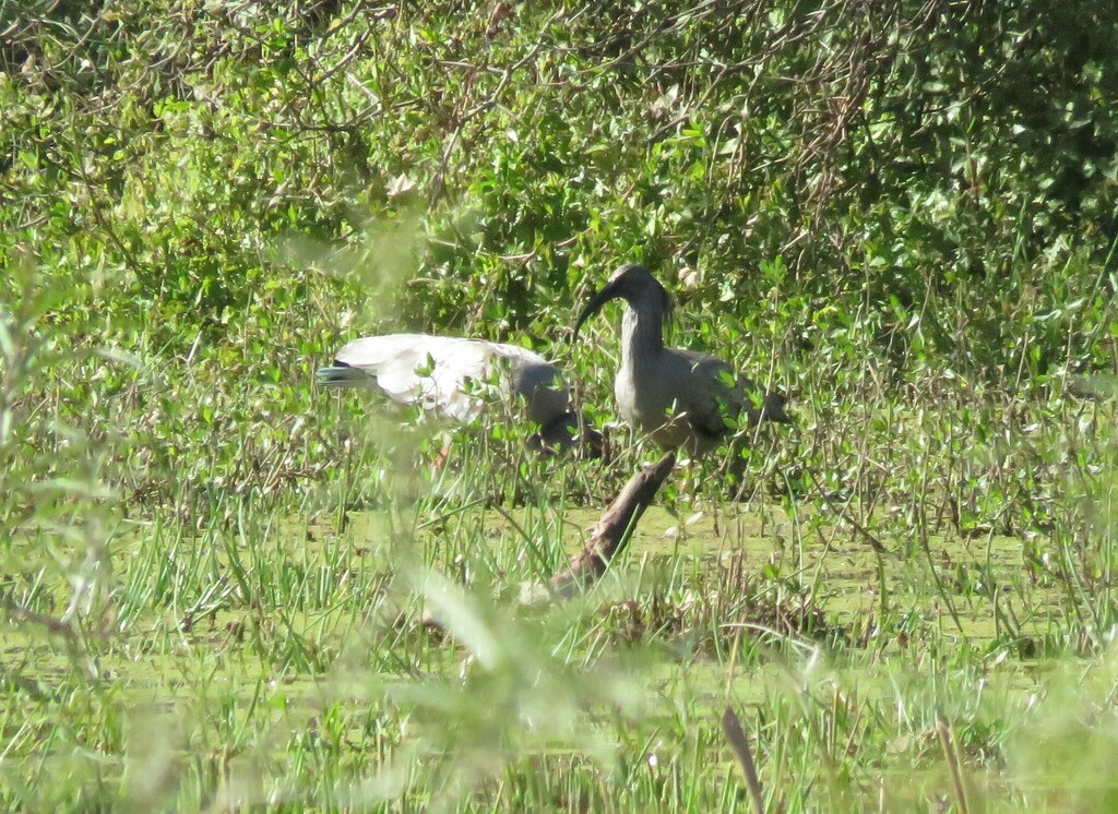 Plumbeous Ibis from San Miguel de los Junos, Santa Cruz de la Sierra ...
