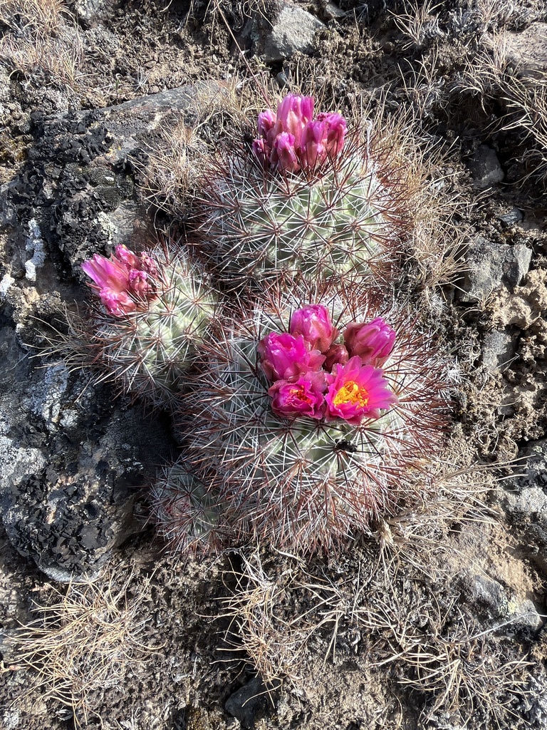 Columbia Plateau Cactus in May 2024 by Remington Jackson · iNaturalist