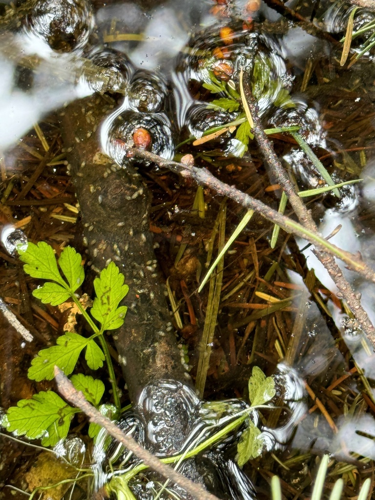 Ostracods from Paradise Pond Park, University Place, WA, US on May 3 ...