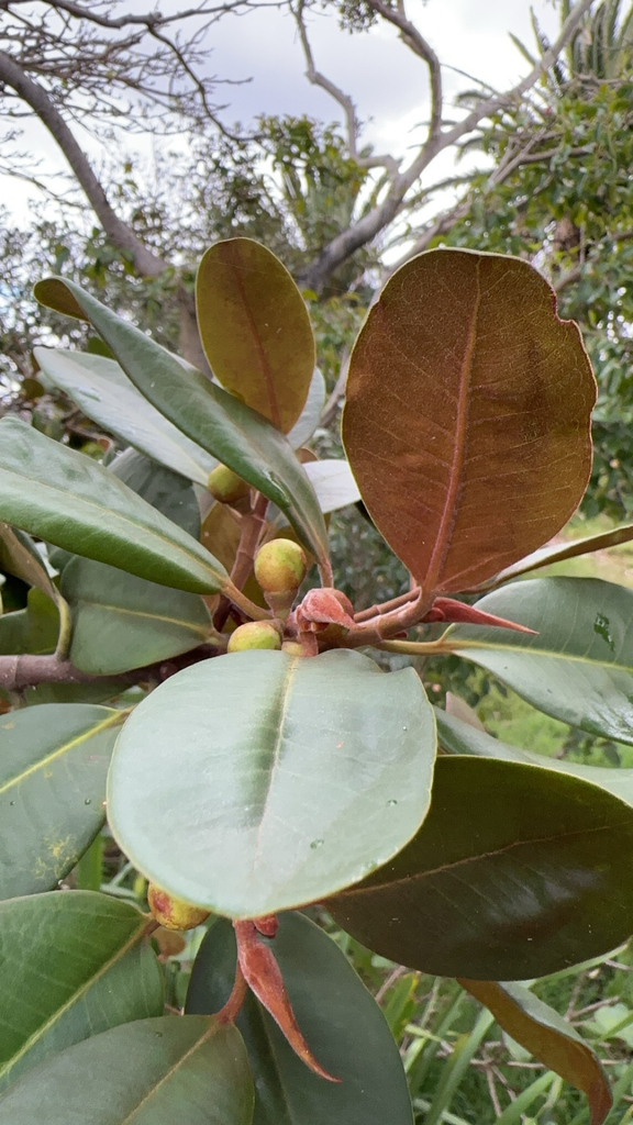 Port Jackson fig from North Sydney, AU-NS, AU on May 4, 2024 at 01:07 ...