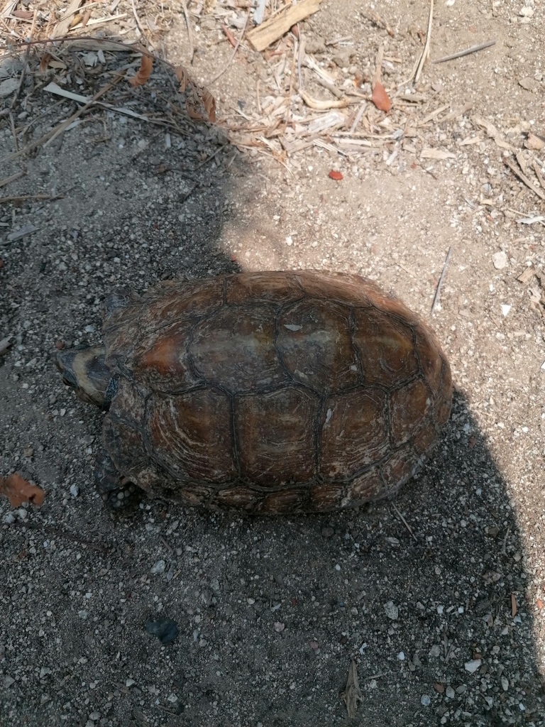 Mexican Spotted Terrapin from Santa María Huatulco, Oax., México on ...