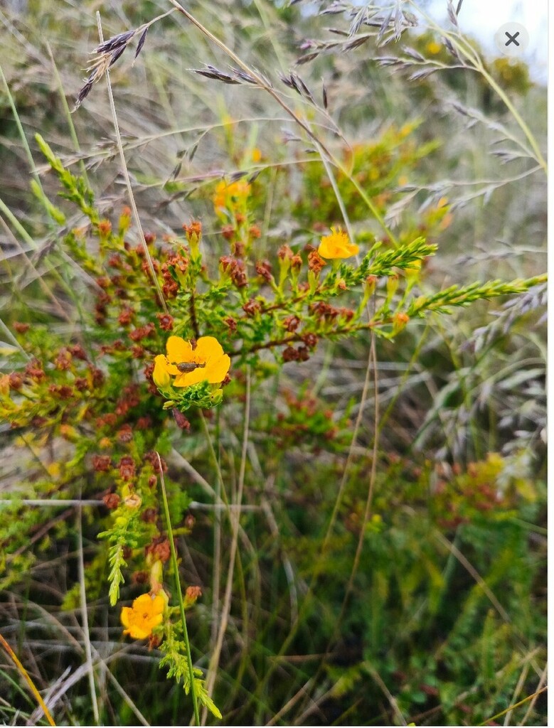 romerillo desde Cotacachi, Ecuador el 11 de abril de 2024 a las 11:10 ...