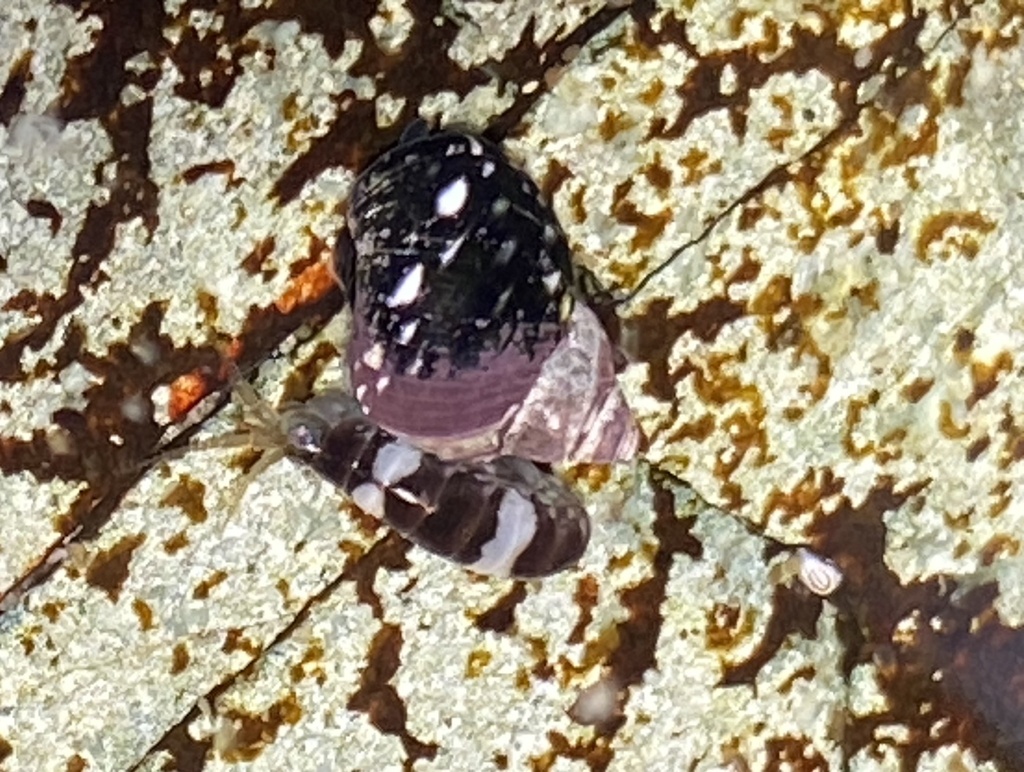 Hyalidae from Pipers Lagoon Park, Nanaimo, BC, CA on May 3, 2024 at 02: ...
