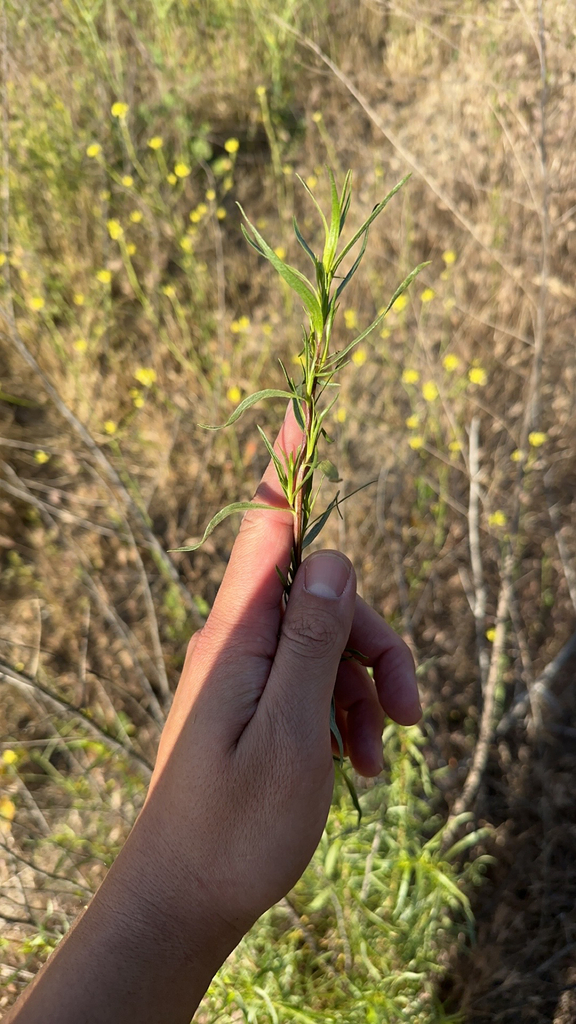asters and allies from Aguanga on May 3, 2024 at 05:43 PM by Joshua ...