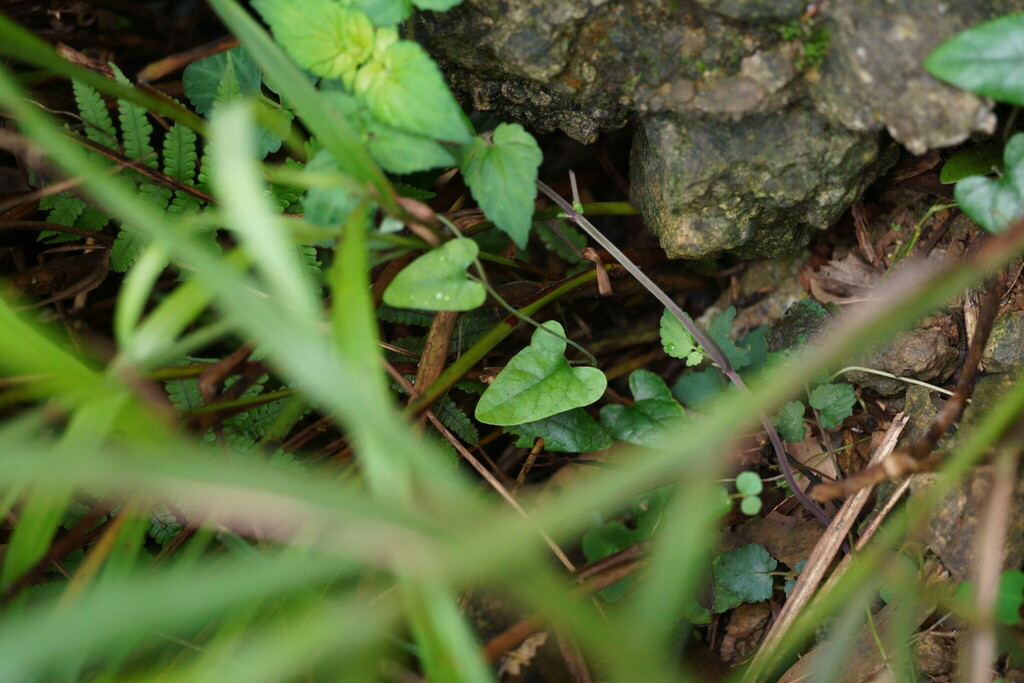 Aristolochia mollis in May 2024 by tkp123 · iNaturalist