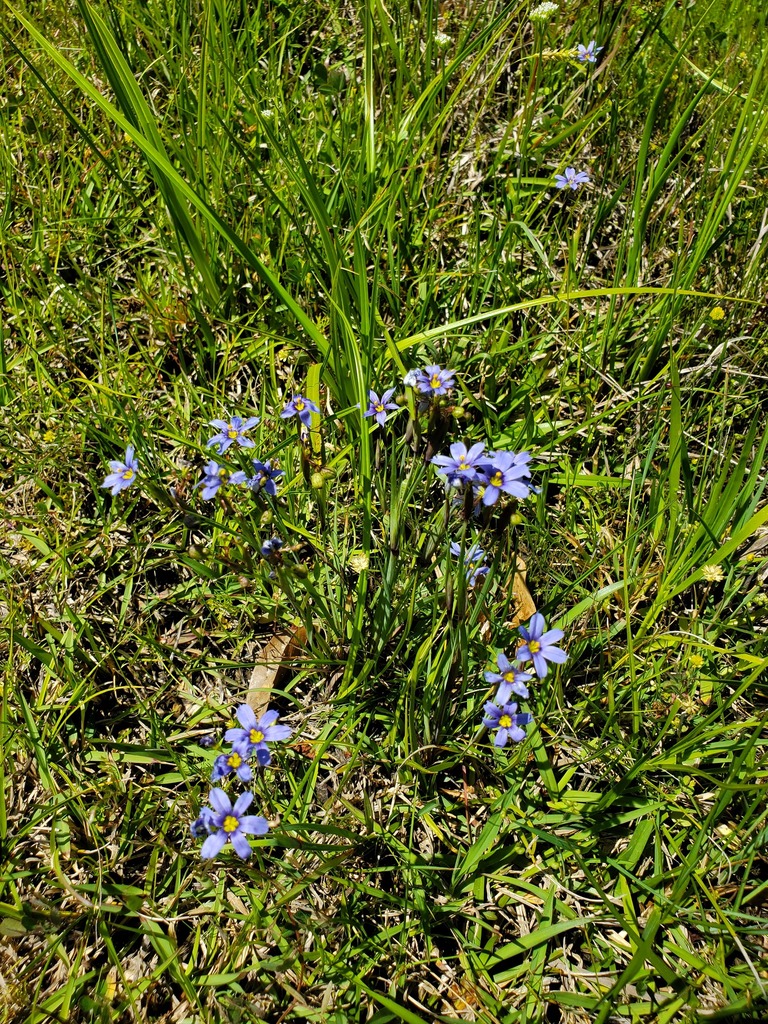 blue-eyed grasses from Cuba, AL 36907, USA on April 13, 2024 at 01:24 ...