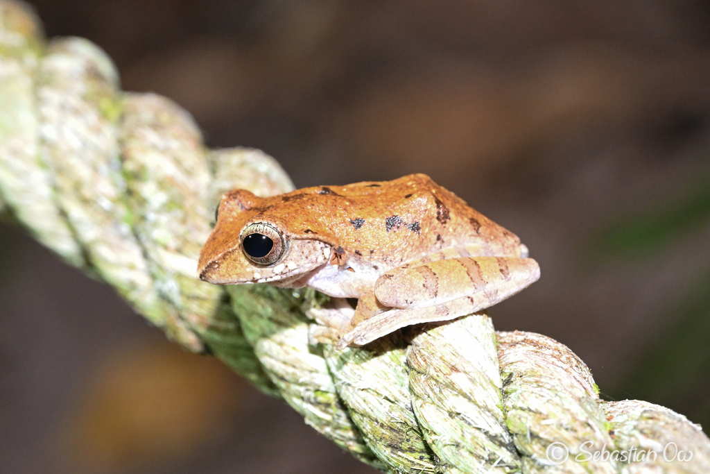 Brown Tree Frog from Rainforest Discovery Centre (RDC), Jalan Fabia ...