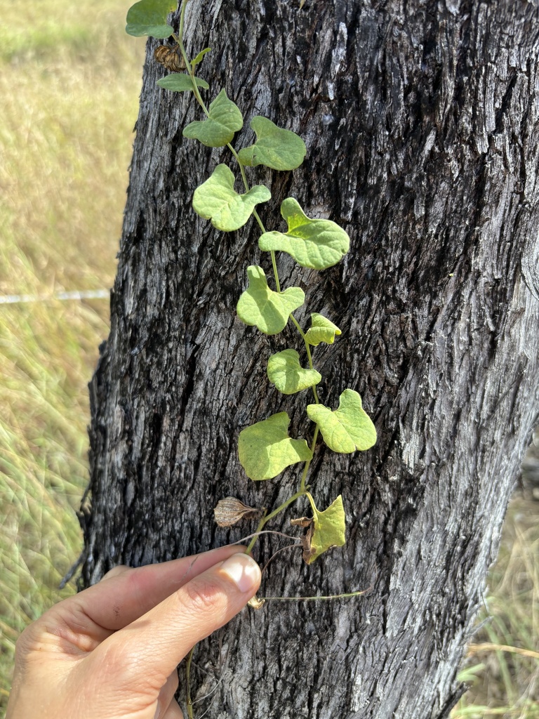 pipevines and birthworts from Valkyrie, QLD, AU on April 28, 2024 at 11 ...