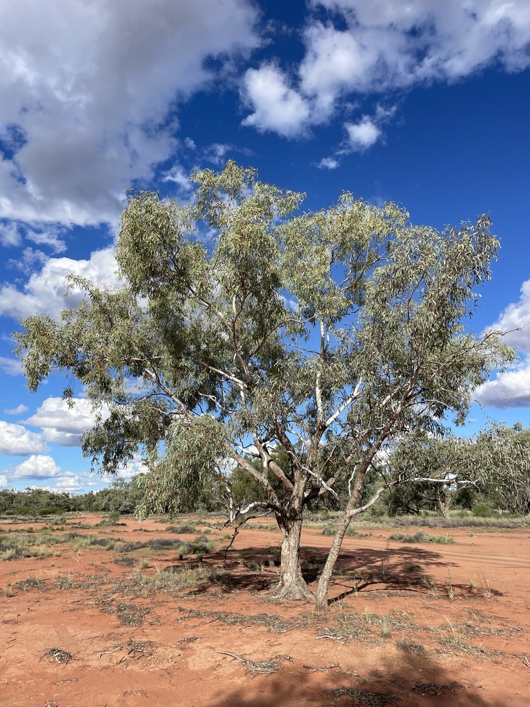 Coolabah from Hungerford QLD 4493, Australia on April 5, 2024 at 05:00 ...