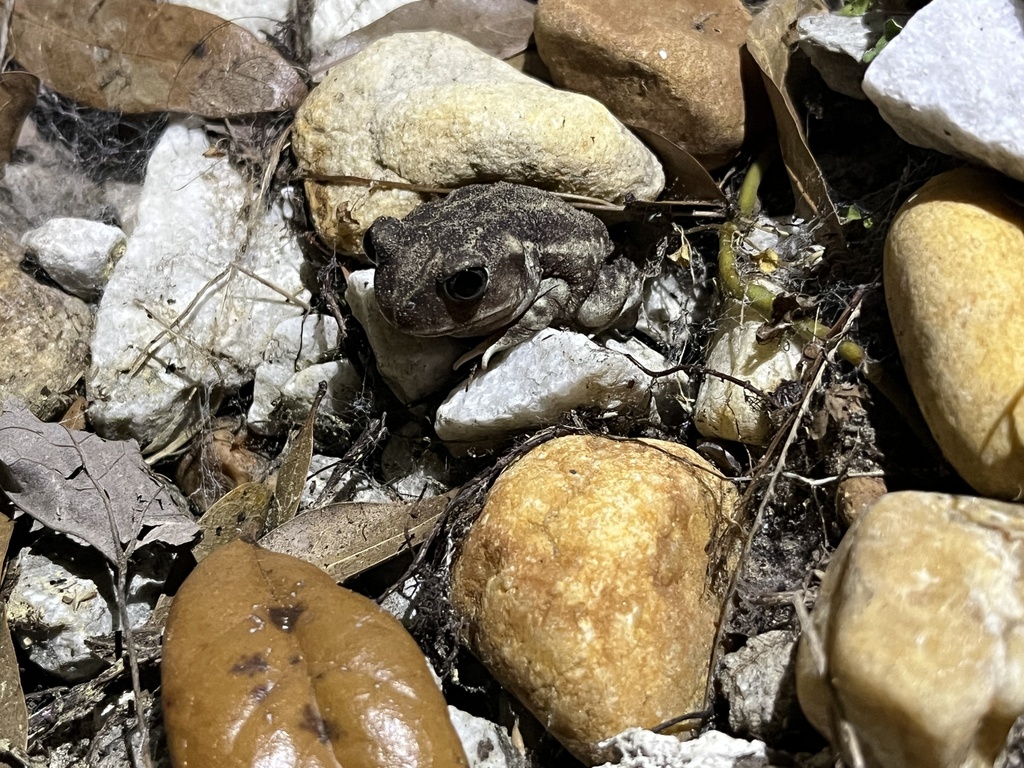 Eastern Spadefoot in May 2024 by Matthew. Lifer! · iNaturalist