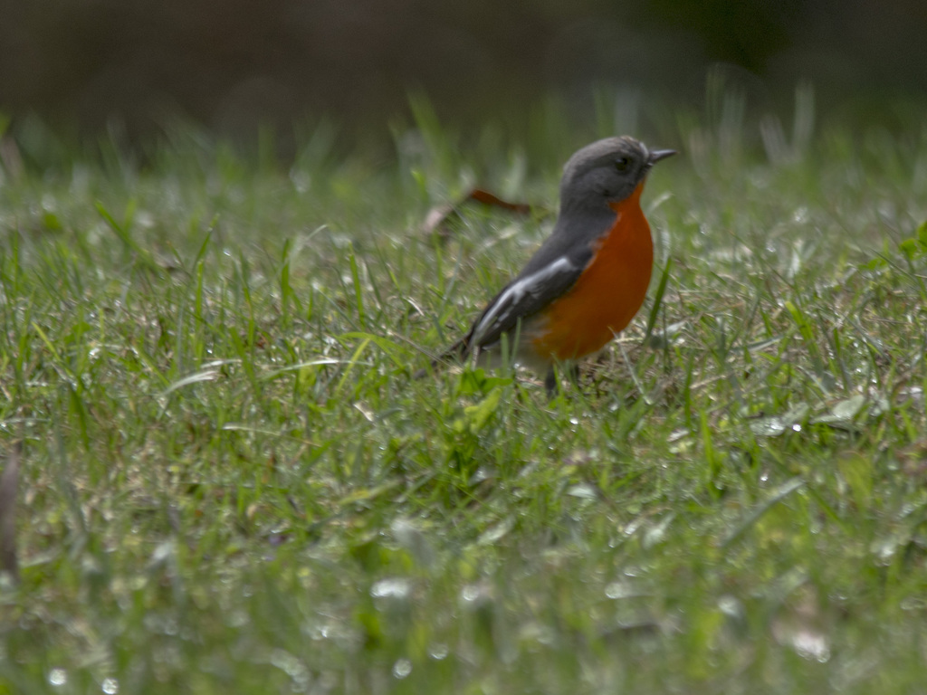 Flame Robin from Balook VIC 3971, Australia on March 21, 2016 at 01:26 ...