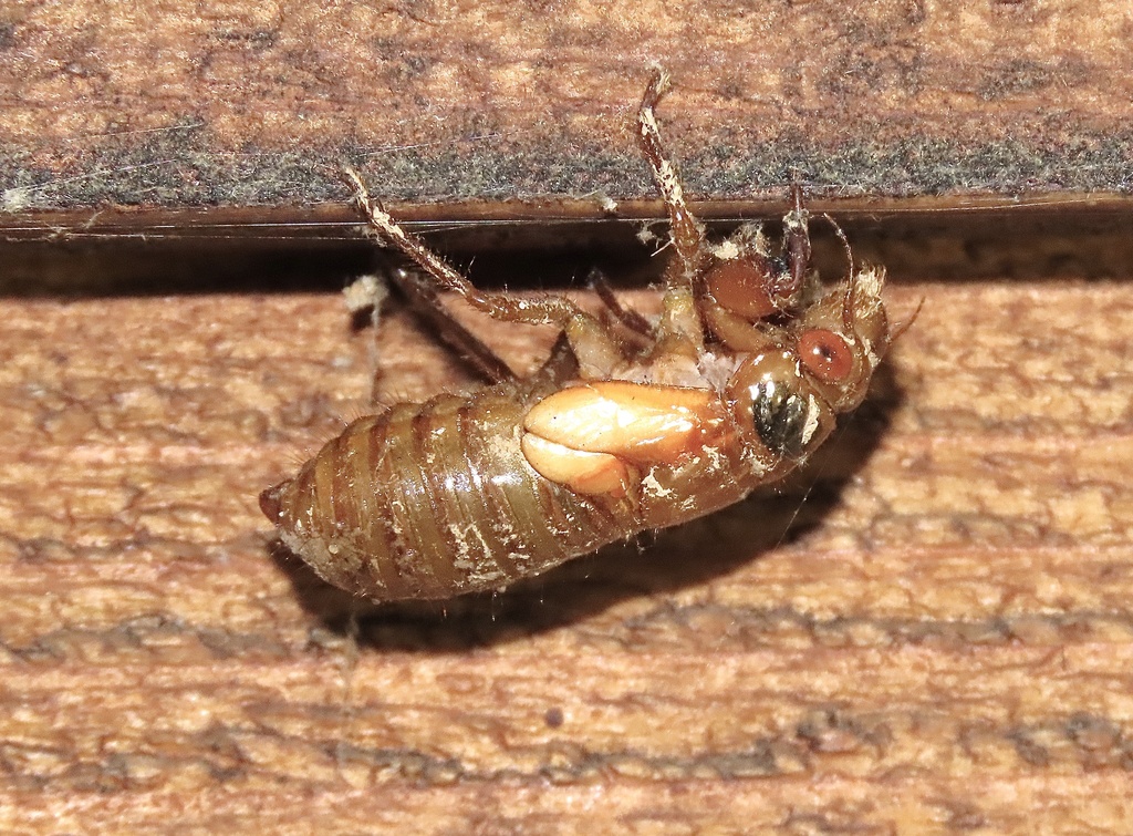 Periodical Cicadas from SSR-RA, Houston, MO, US on May 3, 2024 at 11:52 ...