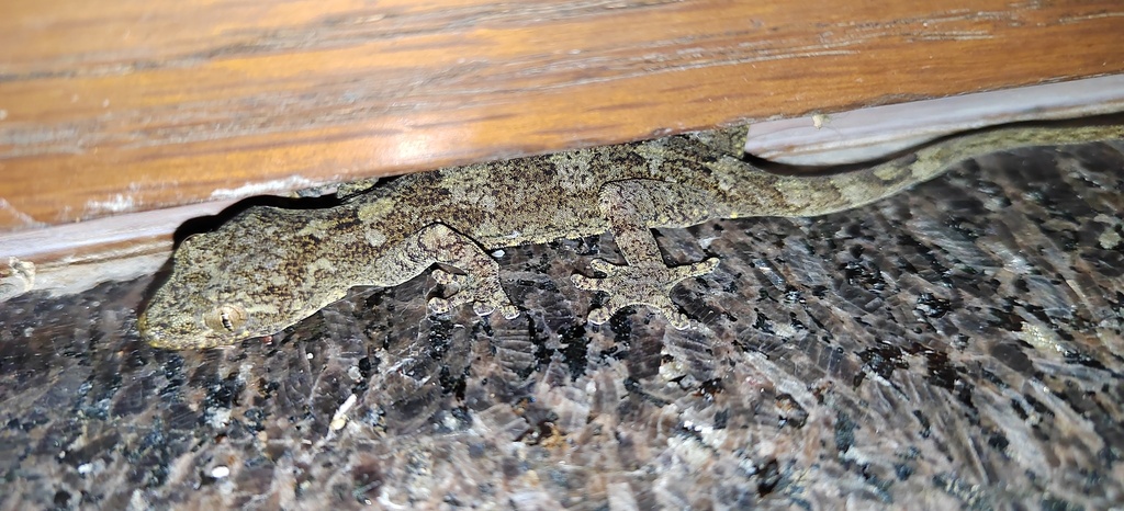 Five Finger Mountain Gecko from 五指山国家级自然保护区, 海南省, CN on July 10, 2023 at 05:52 PM by mantis_798 ...