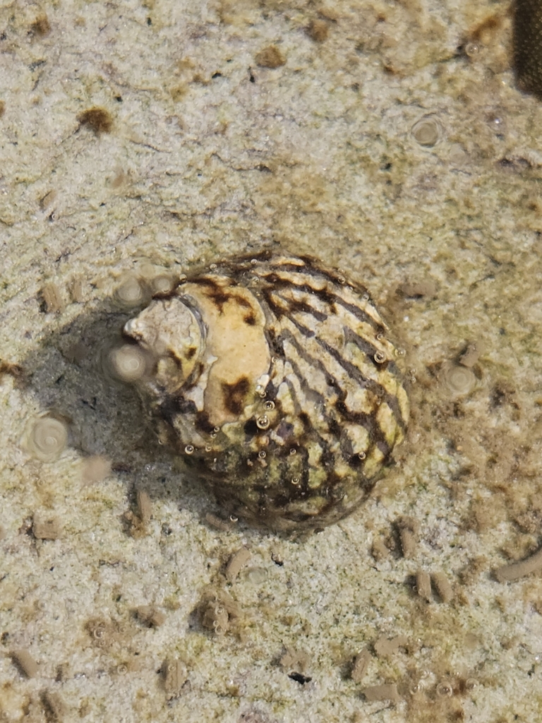 Zebra Top Snail from Terrigal NSW 2260, Australia on May 4, 2024 at 01: ...