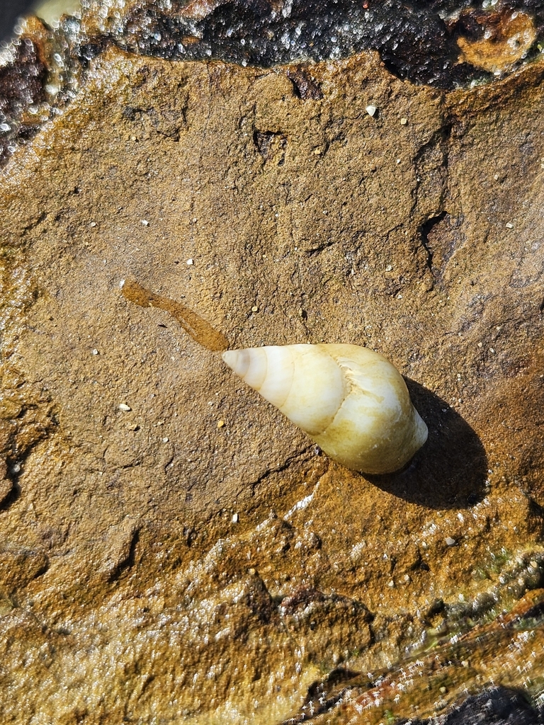 yellow-coated clusterwink from Terrigal NSW 2260, Australia on May 4 ...