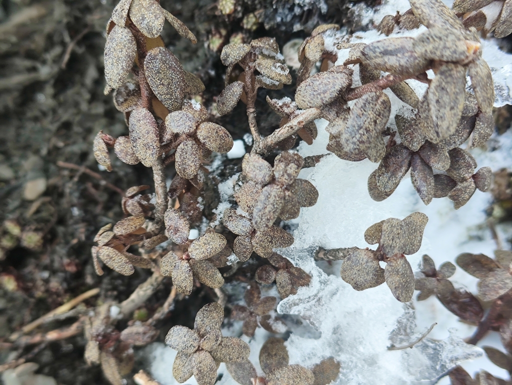 Lapland Azalea from 四川省甘孜藏族自治州康定市折多山停车休息区 on May 4, 2024 at 12:49 PM by ...