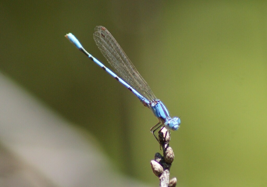 Dancers from Big Chico Creek Ecological Reserve (BCCER), 3521 14 Mile ...