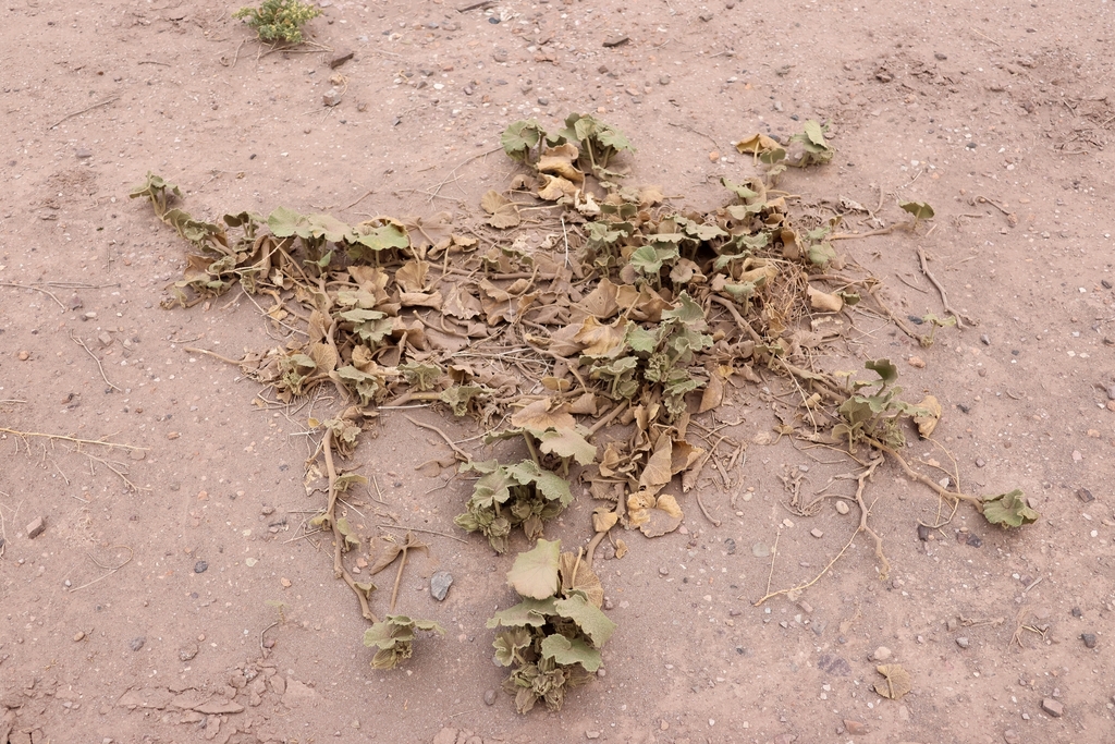 Wild Pumpkin from ǁKaras, Namibia on October 11, 2022 at 02:23 PM by ...