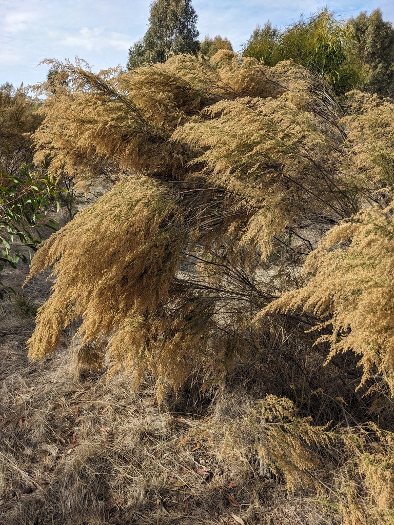 Sifton Bush from Earlston VIC 3669, Australia on May 3, 2024 at 11:09 ...