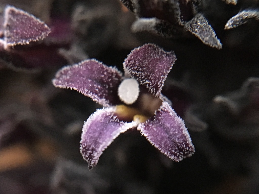 Chaparral Broomrape (Aphyllon tuberosum) - Botanical Realm