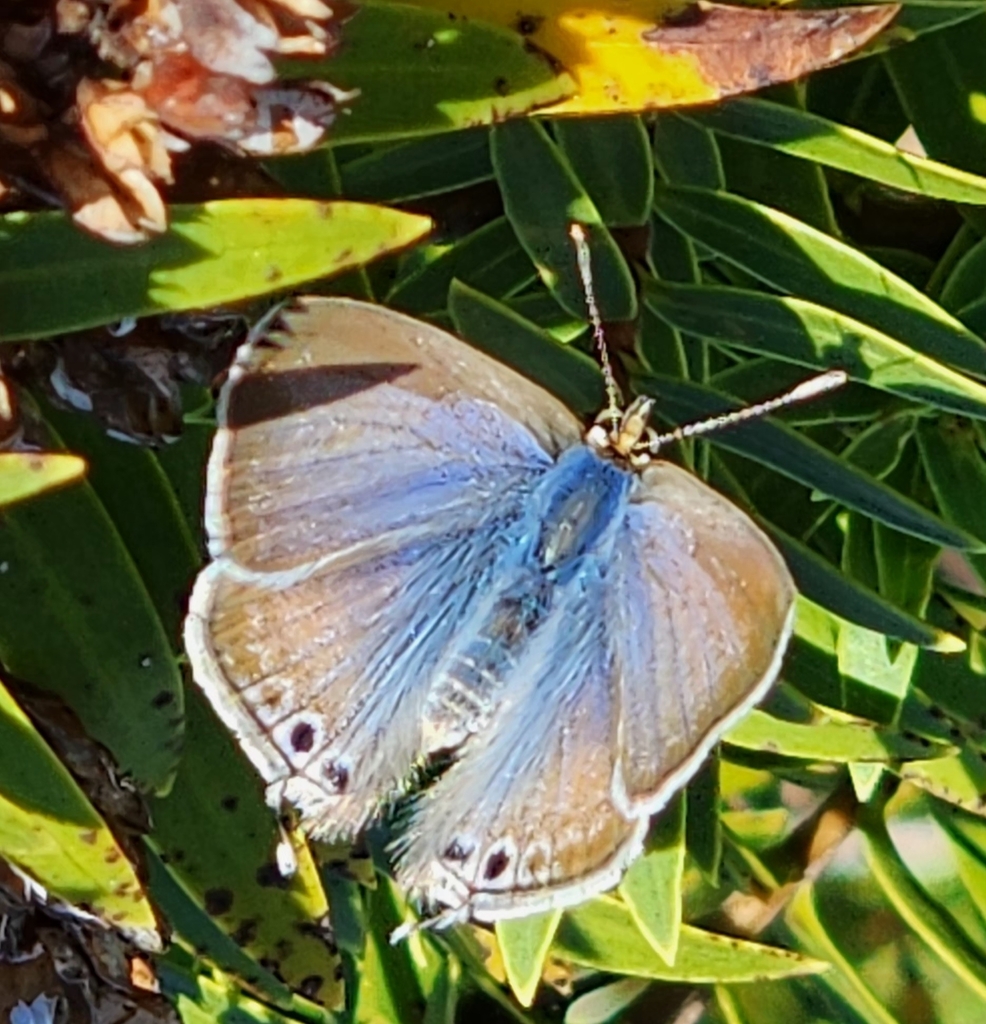 Pea Blue from Chartwell, Hamilton, New Zealand on May 4, 2024 at 09:44 ...