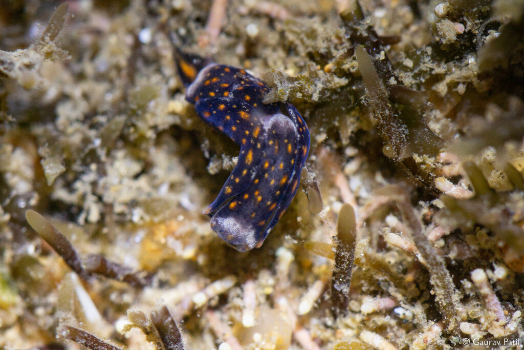 White-speckled Headshield Slug from Baga, Goa, India on May 2, 2022 at ...