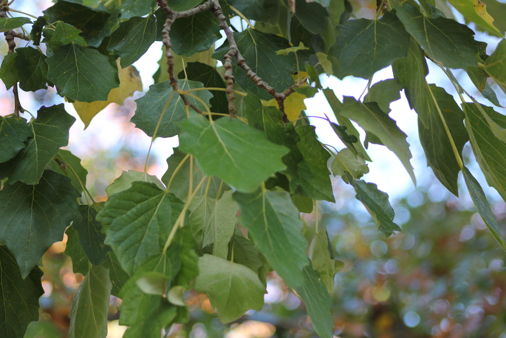 Grey Poplar (Populus × canescens) - Botanical Realm