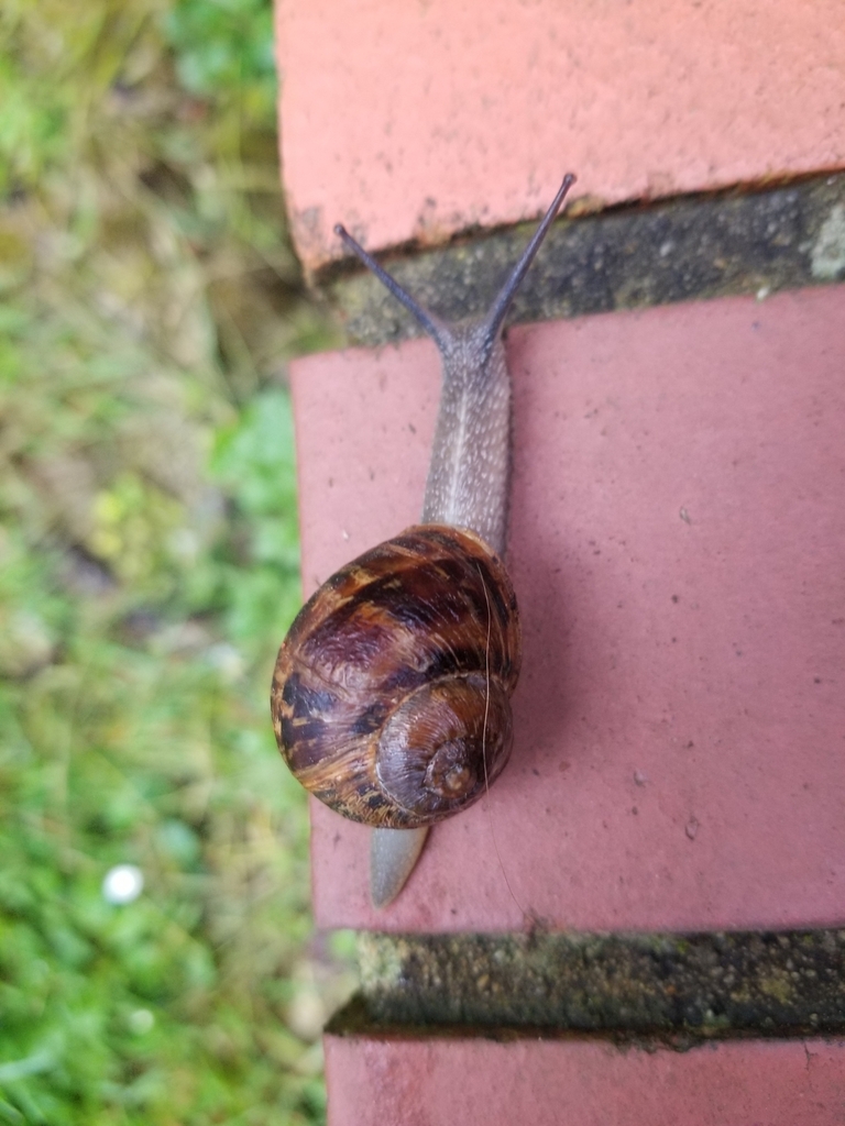 Garden Snail from Cambrian Road, Richmond TW10 6SN, UK on May 4, 2024 ...