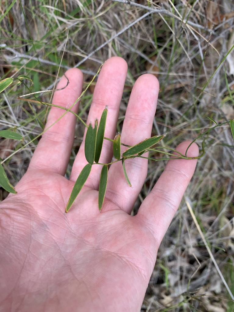 Wombat Berry from Sugarloaf State Conservation Area, Mulbring, NSW, AU ...
