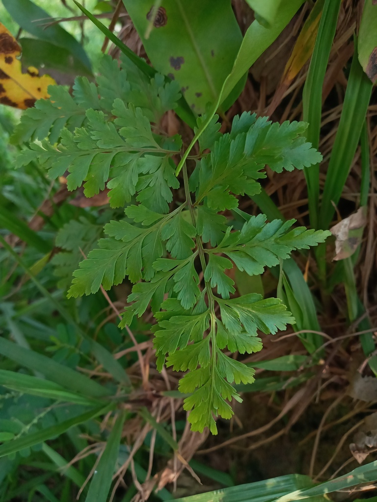 plants from Bakoumba, Gabon on April 29, 2024 at 10:01 AM by Parc de la ...