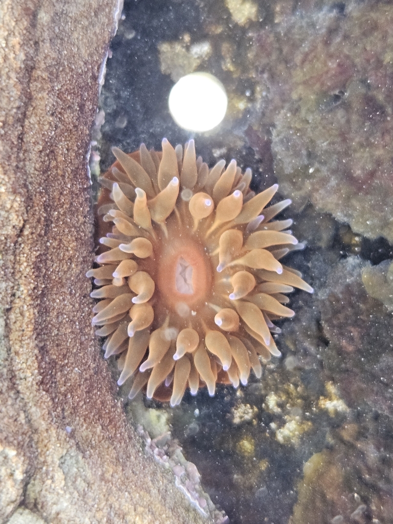 Anemonia mutabilis from Terrigal NSW 2260, Australia on May 4, 2024 at ...