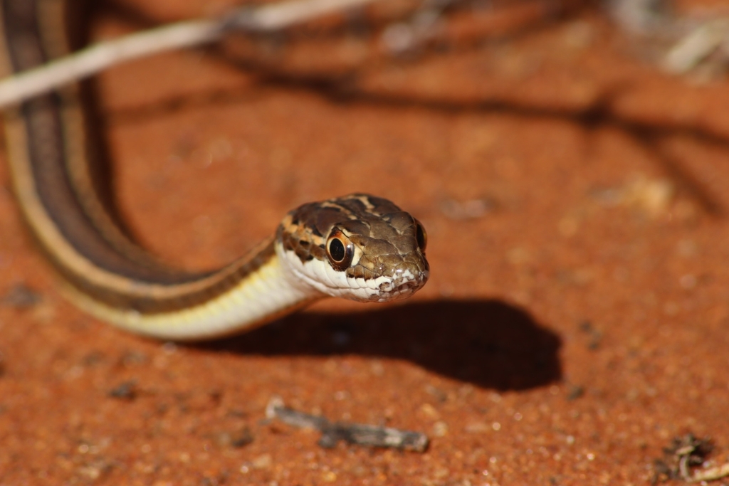 Cape Sand Snake from Omaheke Region, Namibia on May 4, 2024 at 10:15 AM ...