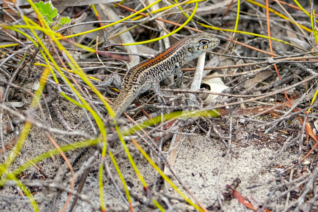 Southwestern Rock Skink from Cheynes WA 6328, Australia on May 2, 2024 ...
