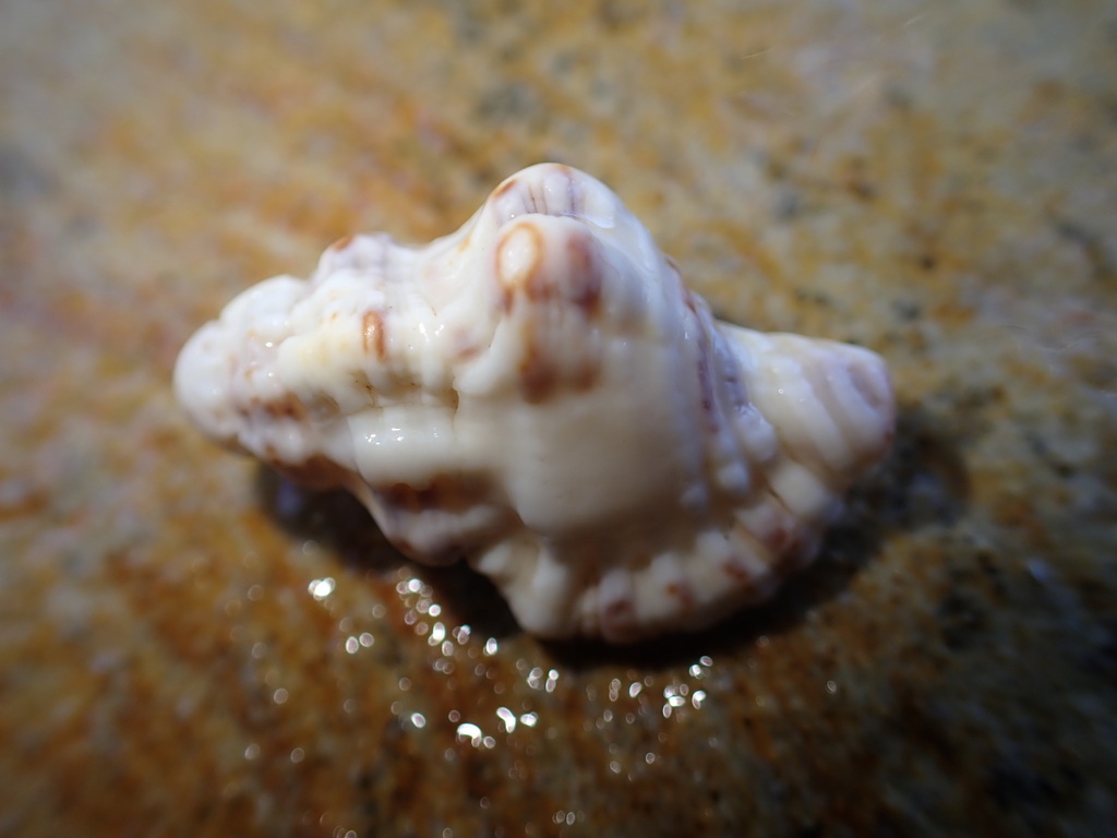 Gold-Mouthed Triton Snail from Karangasem Regency, Bali, Indonesia on ...