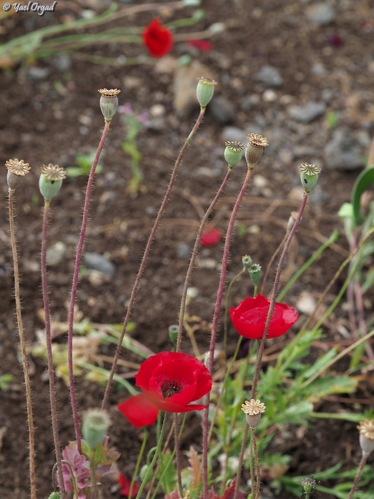 Papaver carmeli from Afula, Israel on April 8, 2024 at 08:19 AM by Yael ...