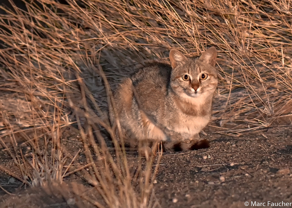North African Wildcat in May 2019 by pfaucher · iNaturalist