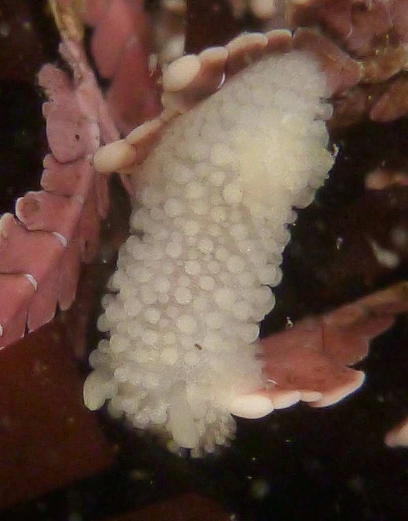 Fuzzy Onchidoris (Sea Slugs - Nudibranchs of California) · iNaturalist