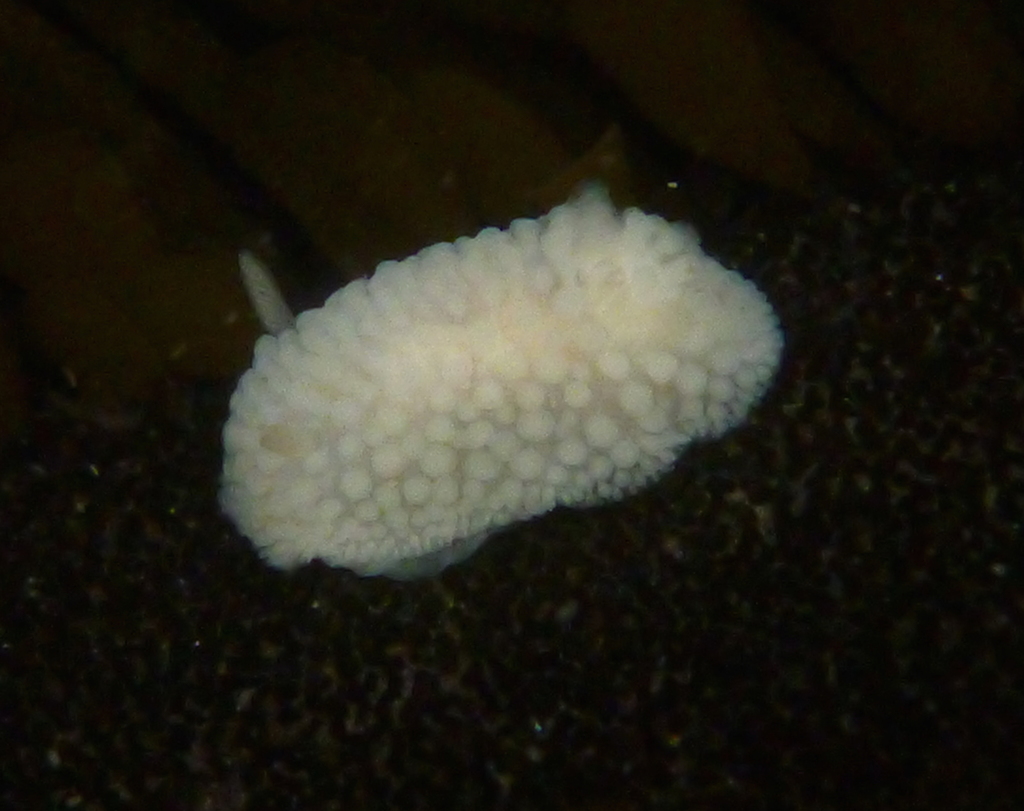 Fuzzy Onchidoris (Sea Slugs - Nudibranchs of California) · iNaturalist