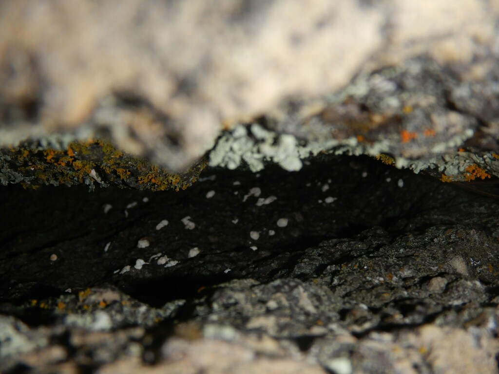 Waitaha Gecko in April 2024 by Jon Sullivan. scat but no gecko ...