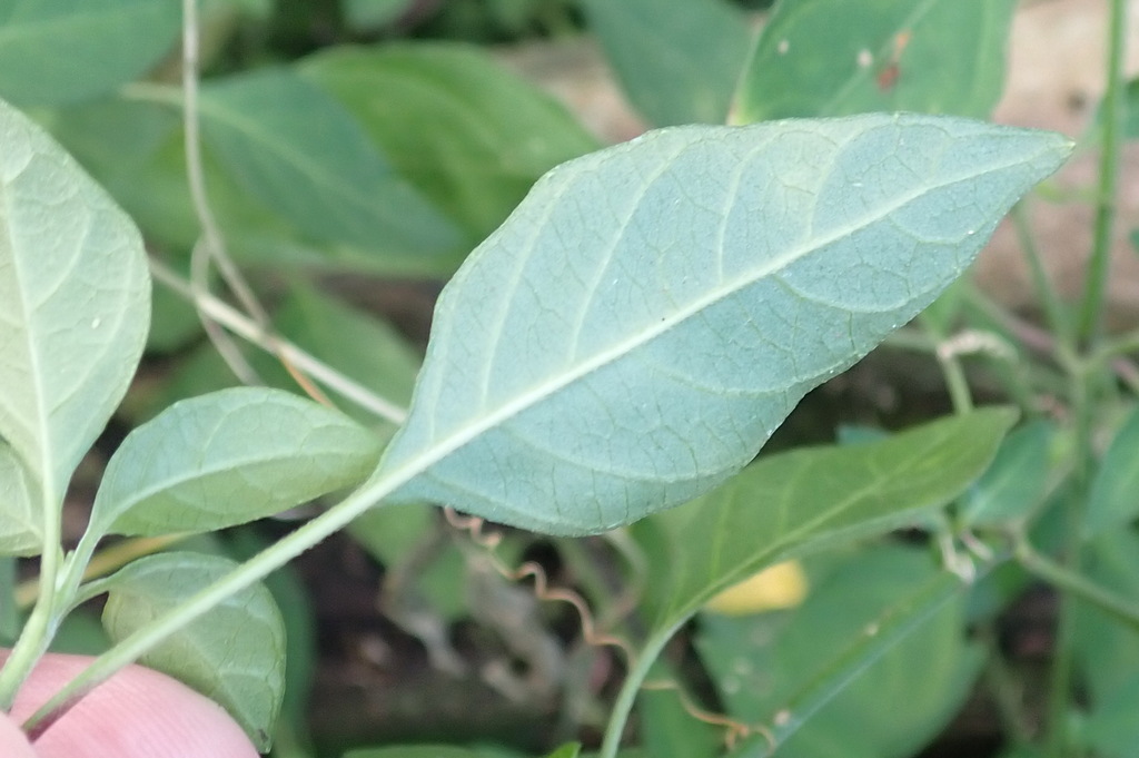 White Ribbon Flower from Pledge Nature Reserve, Knysna, 6570, South ...