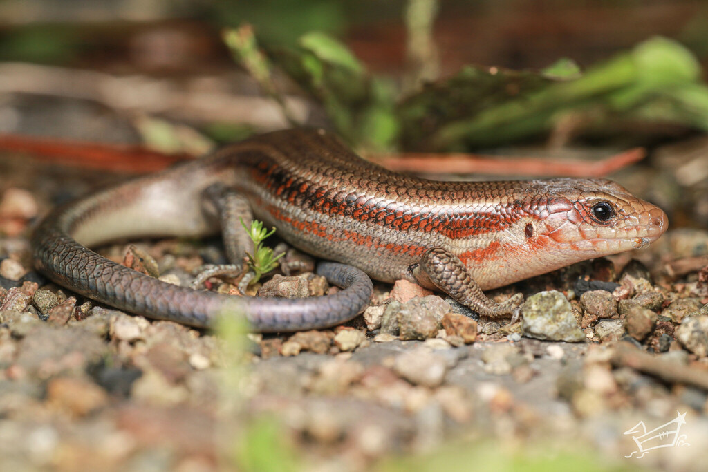 Shanghai Elegant Skink from 天目山国家级自然保护区 on May 3, 2024 at 12:30 AM by ...