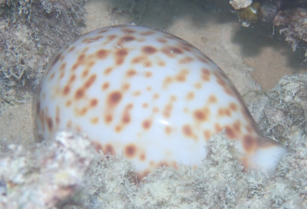 Tiger Cowry from GBR321 Dog Reef on April 24, 2024 at 11:59 AM by Josh ...